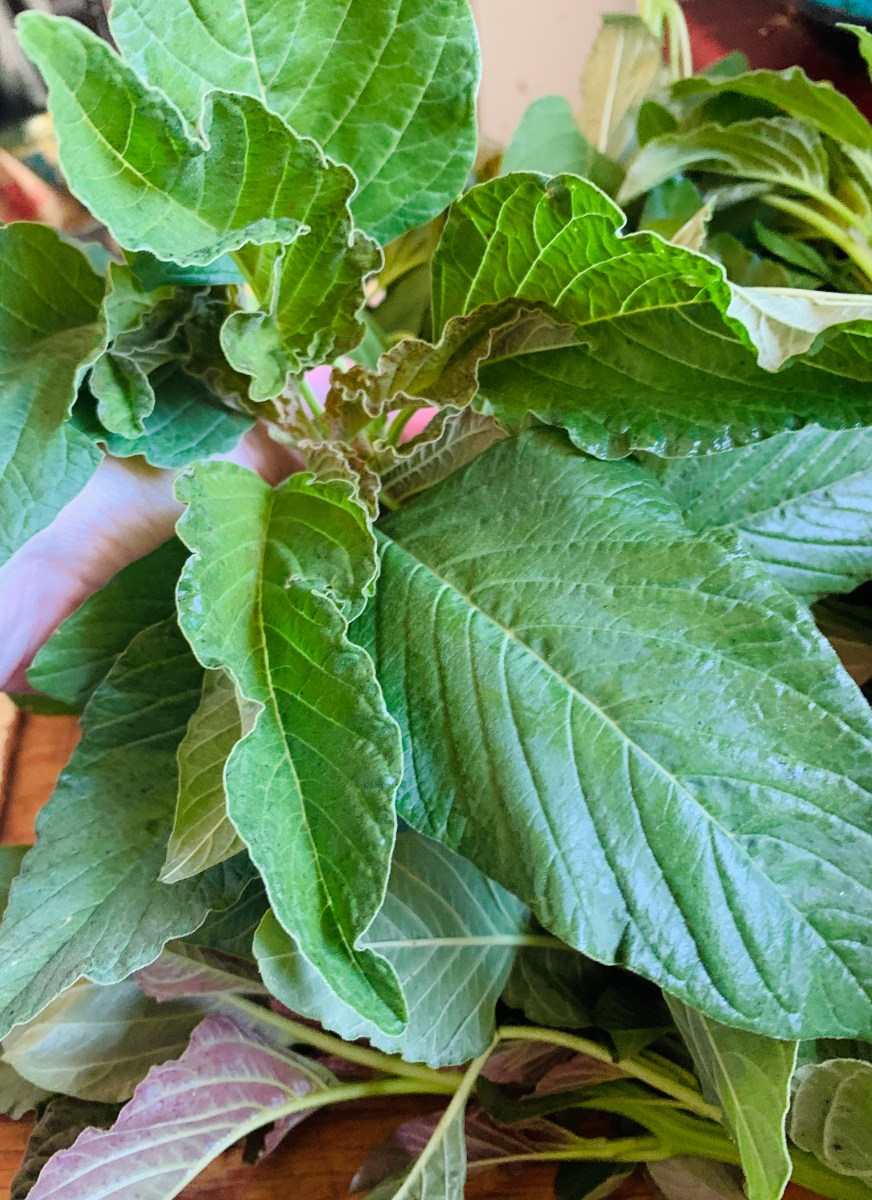 Vlita – Boiled Amaranth Greens – on xenia street