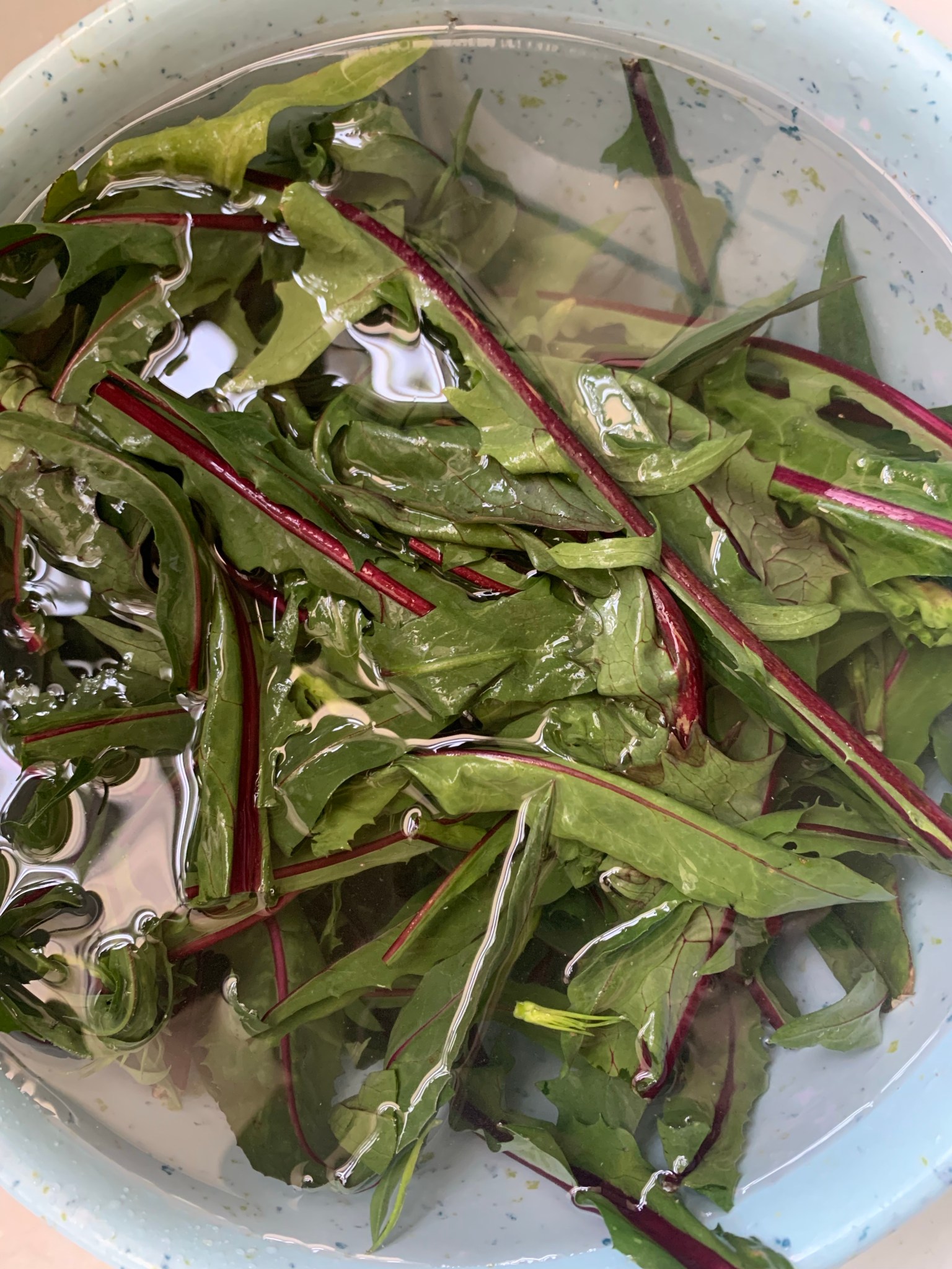 Radikia – Red Dandelion Greens – on xenia street
